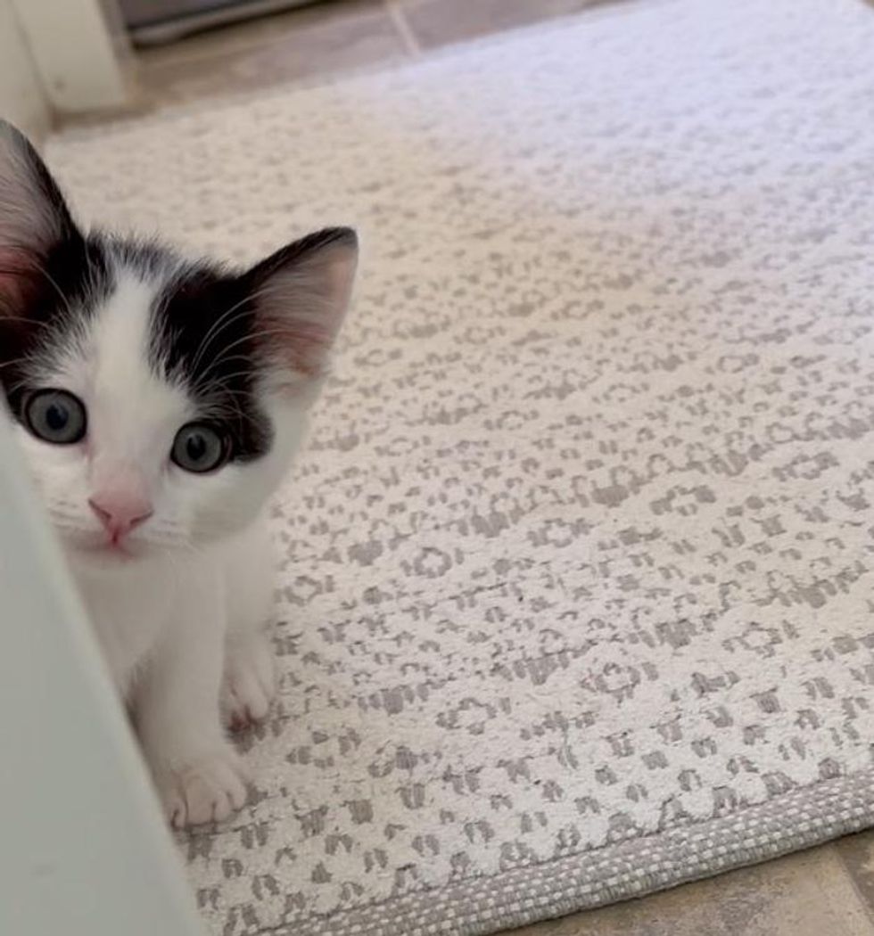 Kitten Transforms from Orphaned Newborn to Boisterous Young Cat with ...