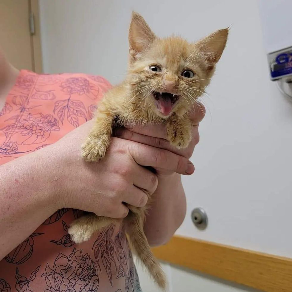 Kitten Whose Life is Completely Changed After Being Found 'Broken', Now ...