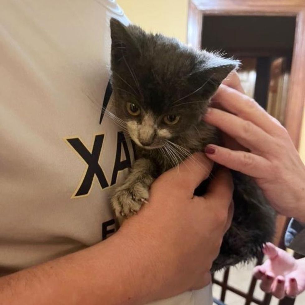 Smokey the Kitten Jumps on a Fire Truck During a Fire and is Discovered ...