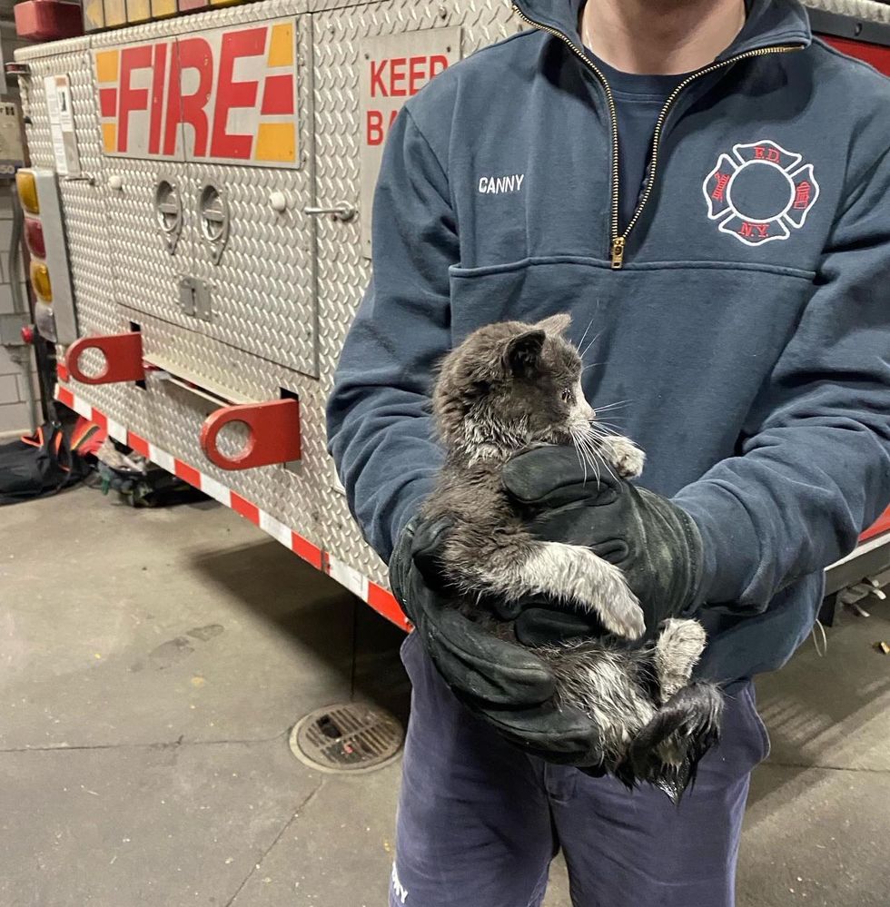 Smokey the Kitten Jumps on a Fire Truck During a Fire and is Discovered ...