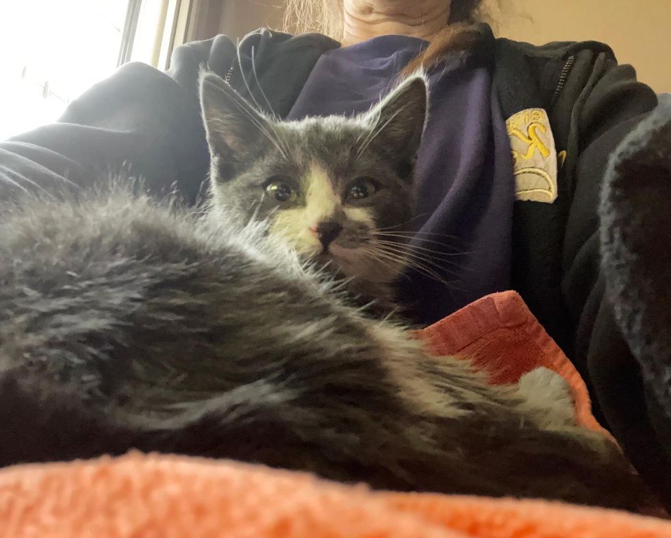 Smokey the Kitten Jumps on a Fire Truck During a Fire and is Discovered ...