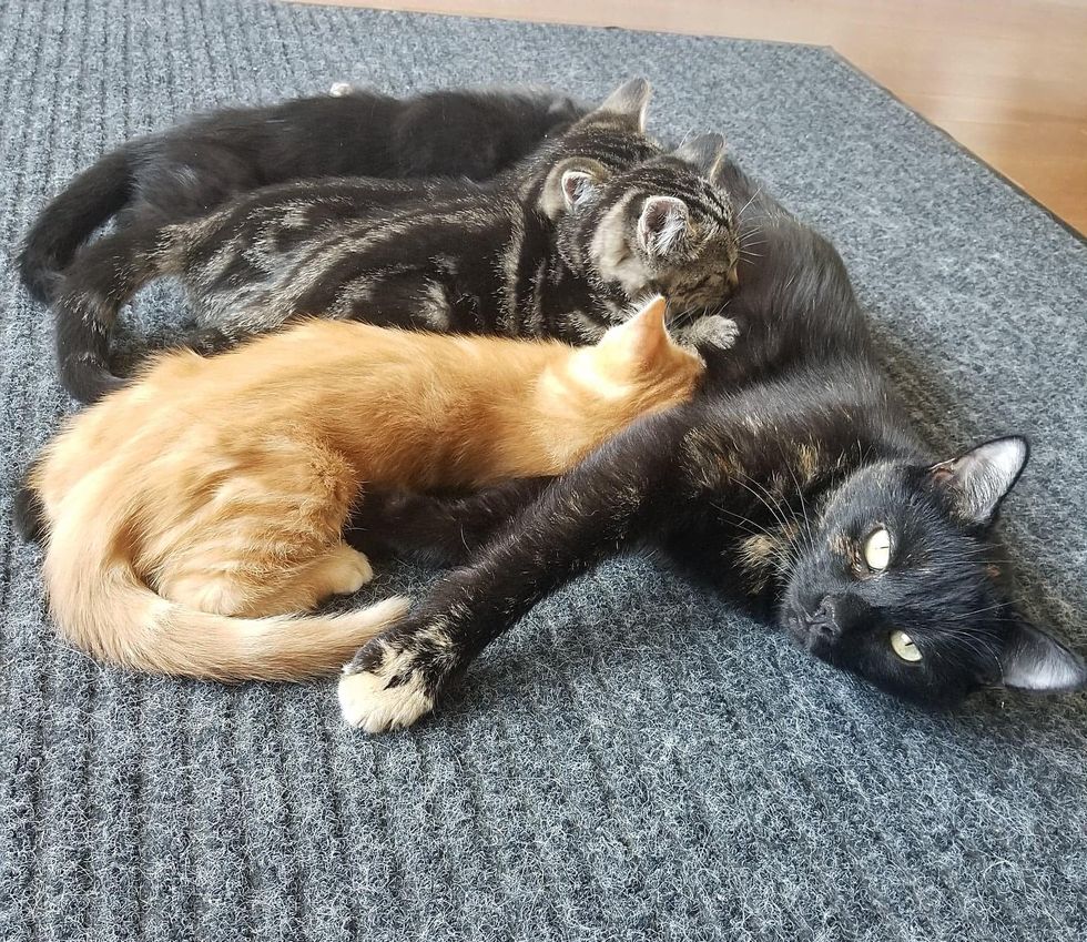 Stray Cat Chooses the Right Place for Her Kittens So They Won't Have to ...