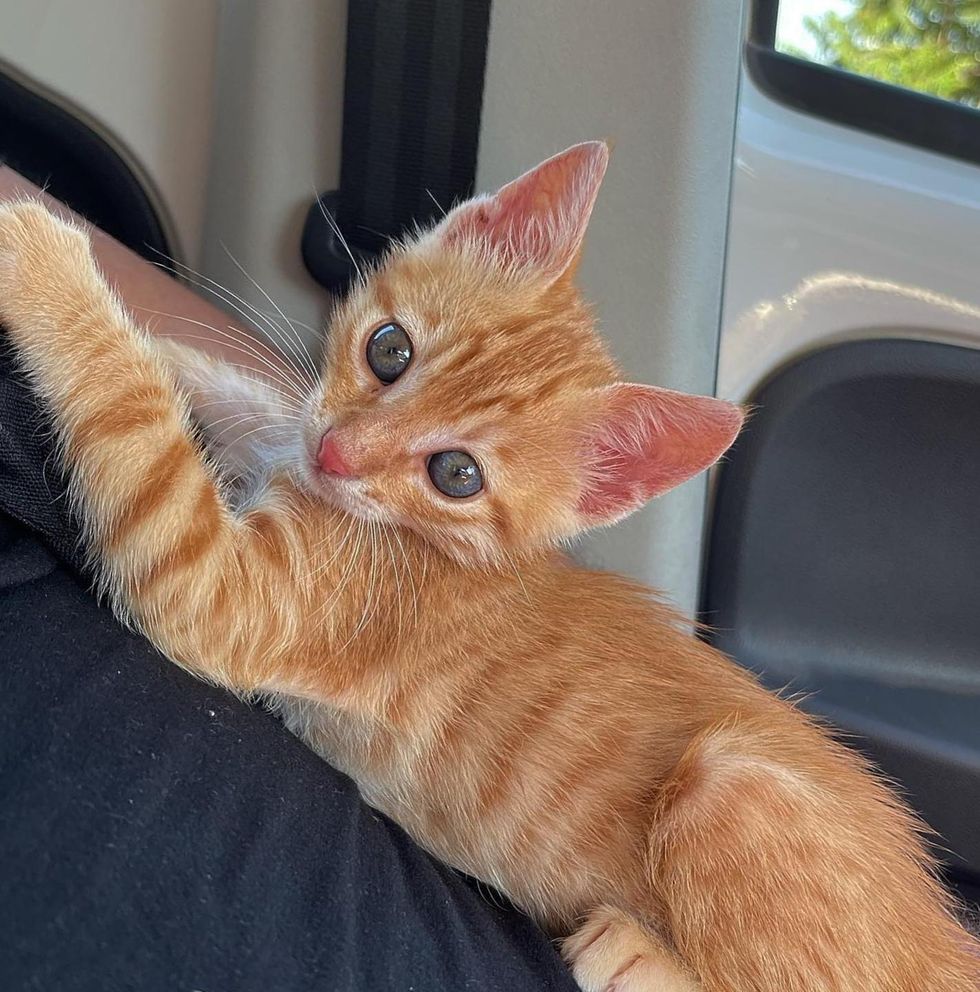 A Couple Rescued a Roadside Kitten While Traveling but Ended Up ...