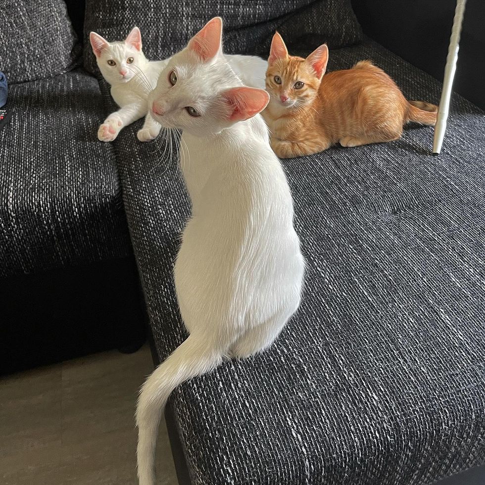 A Couple Rescued a Roadside Kitten While Traveling but Ended Up ...