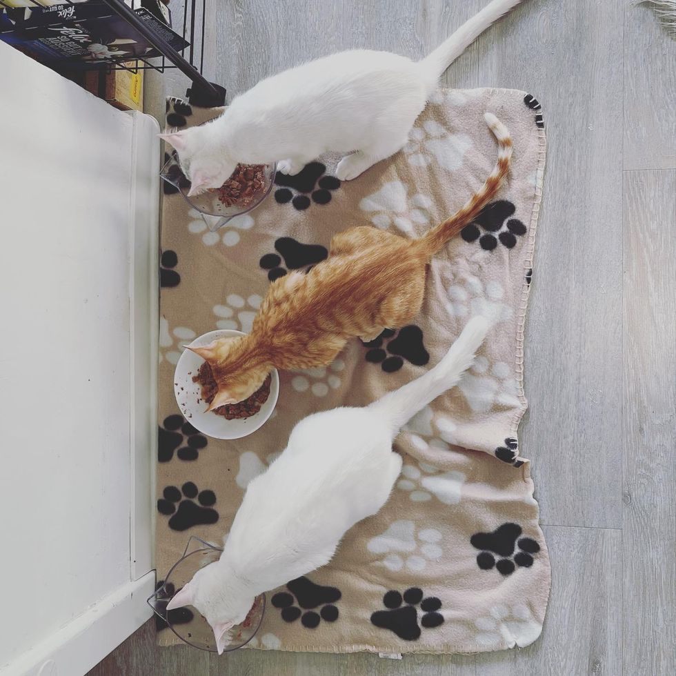 A Couple Rescued a Roadside Kitten While Traveling but Ended Up ...