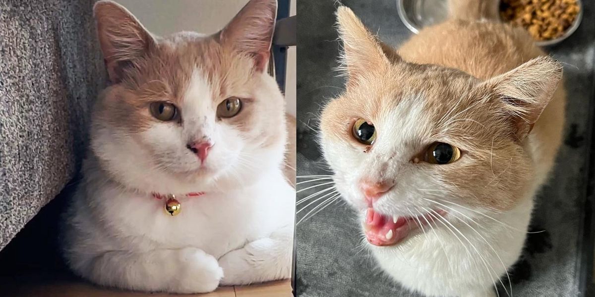 Cat Wanders into the Backyard of a Shelter Crying for Attention Until ...