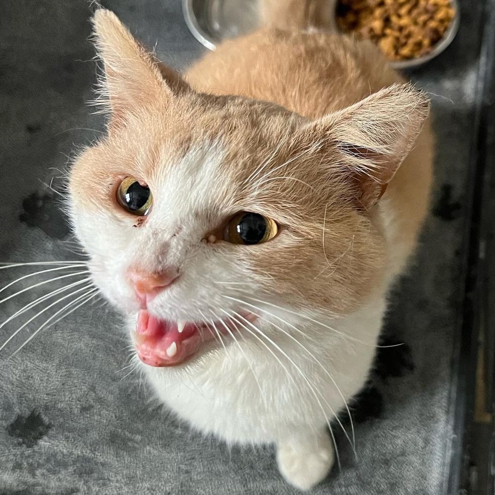 Cat Wanders into the Backyard of a Shelter Crying for Attention Until ...