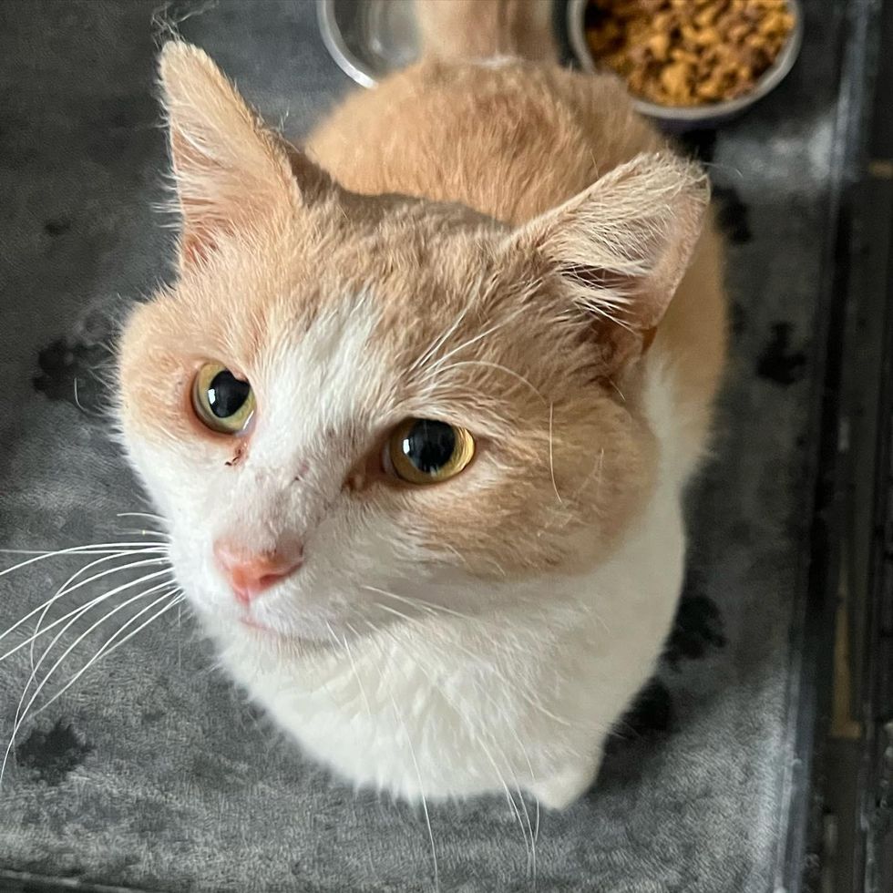 Cat Wanders into the Backyard of a Shelter Crying for Attention Until Someone Lets Him in - Love ...