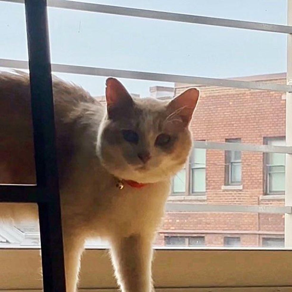 Cat Wanders into the Backyard of a Shelter Crying for Attention Until ...