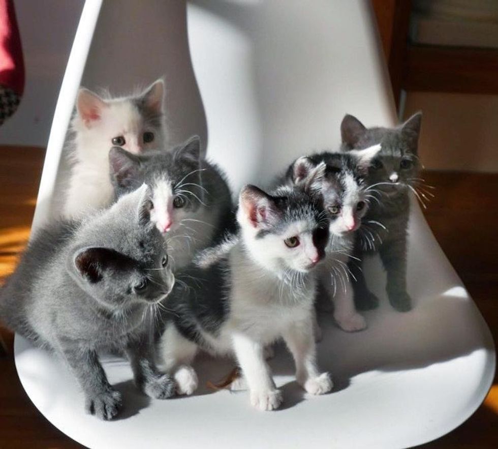 Six Kittens Found without a Mother Now Have Someone to Raise Them All ...