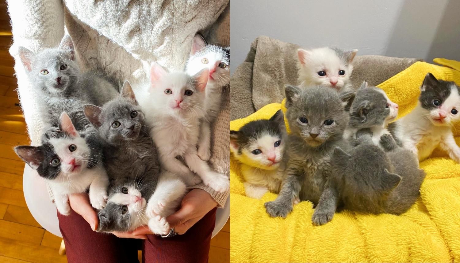Six Kittens Found without a Mother Now Have Someone to Raise Them All ...