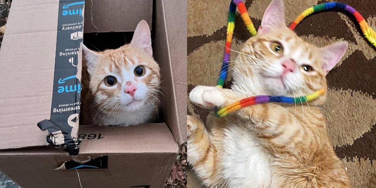 Cat Spotted in a Box Outside Ends Up Finding the Perfect Place to Call ...