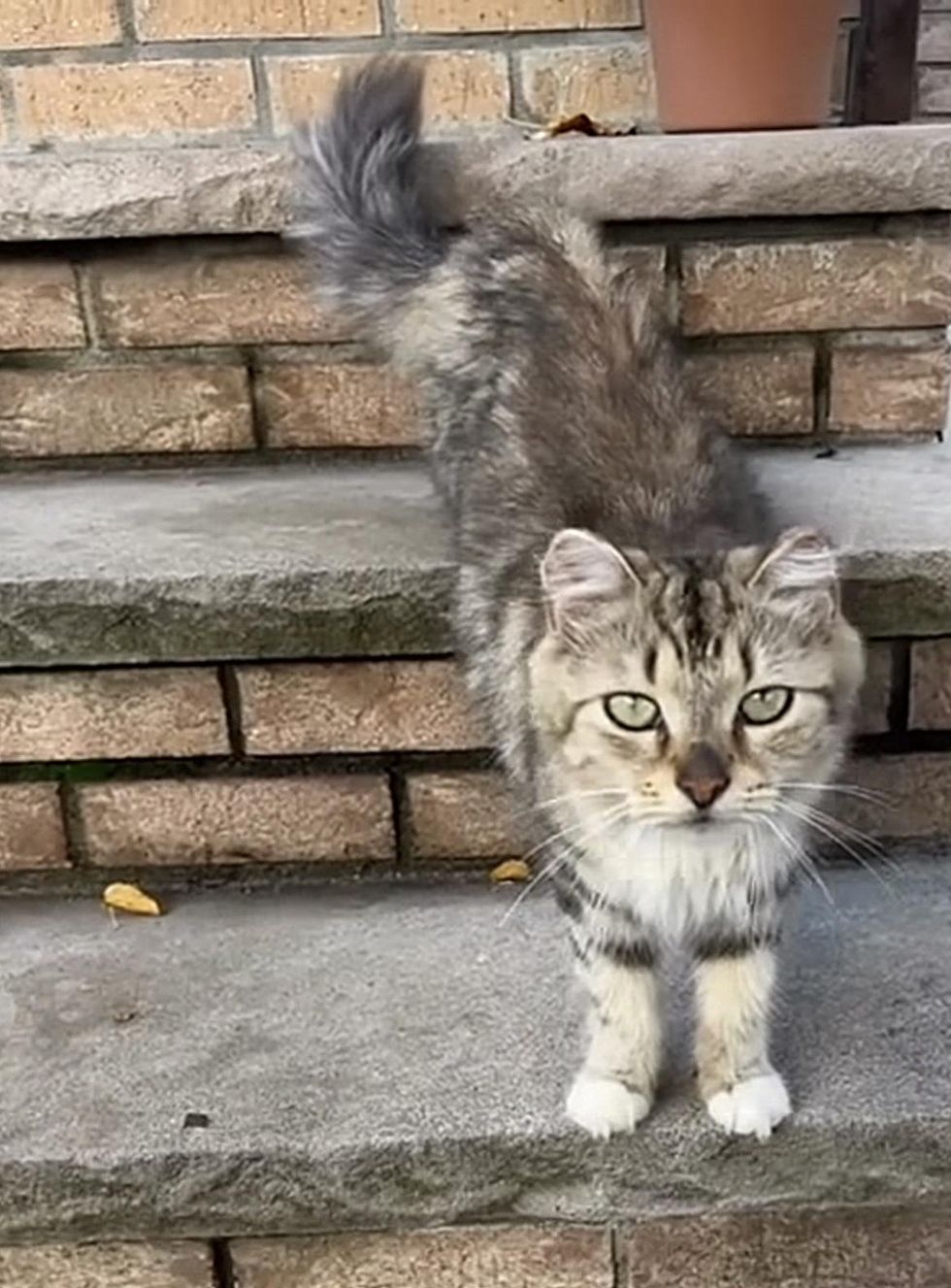 Cat Comes Up to People for Help After Living Outside for a Long Time ...