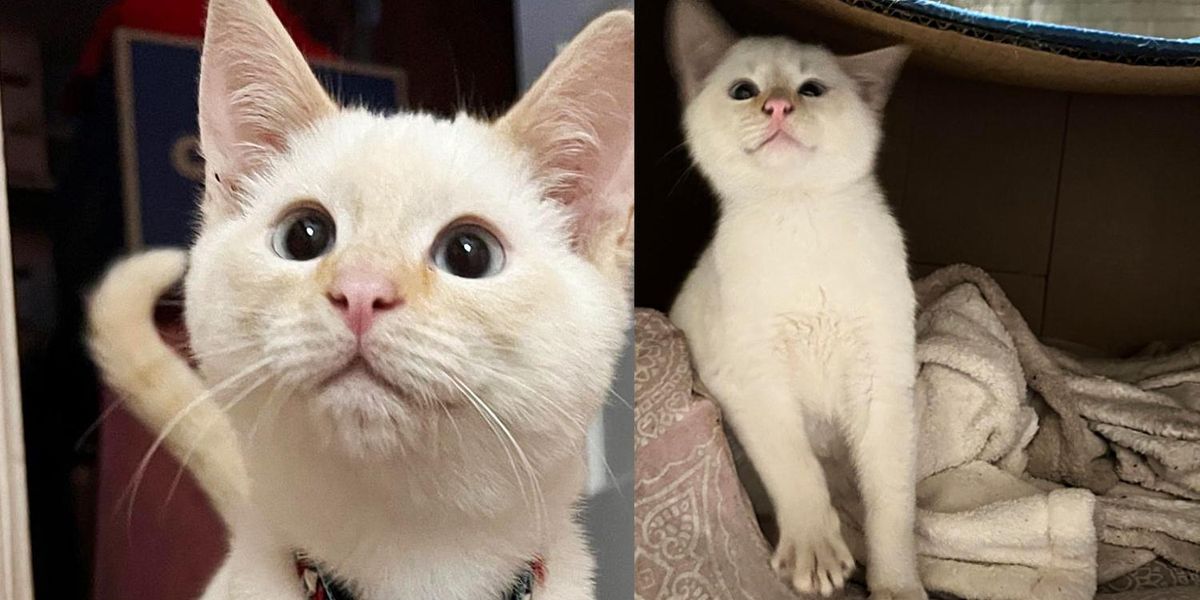 Stray Kitten Stays on Backyard Patio and Decides to Wait for Someone to ...