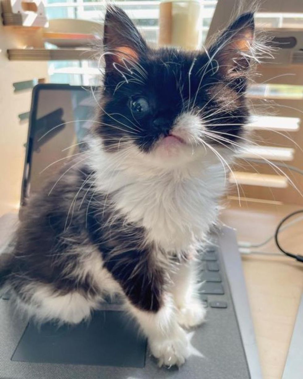 Kitten Born with One Eye Comes Up to People Wanting Help So She Can ...