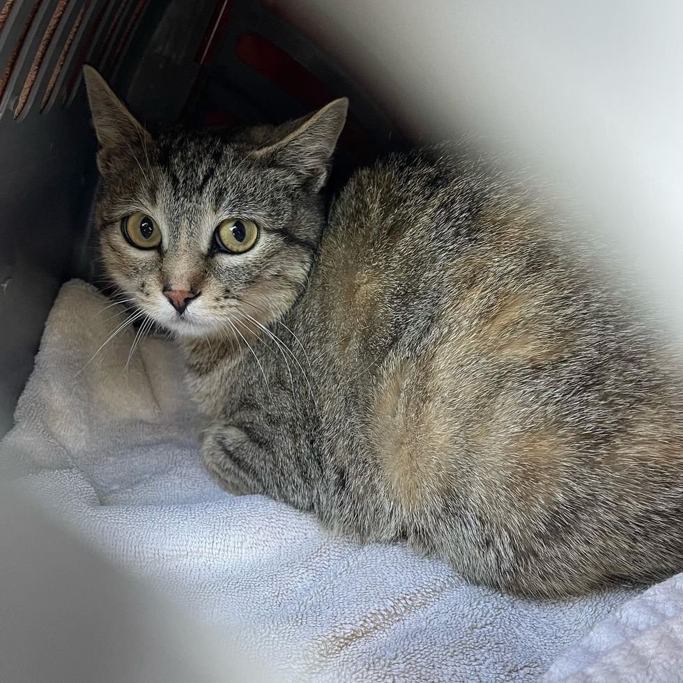 Cat Learns to Live Indoors and Be Brave from House Cat Right Before ...