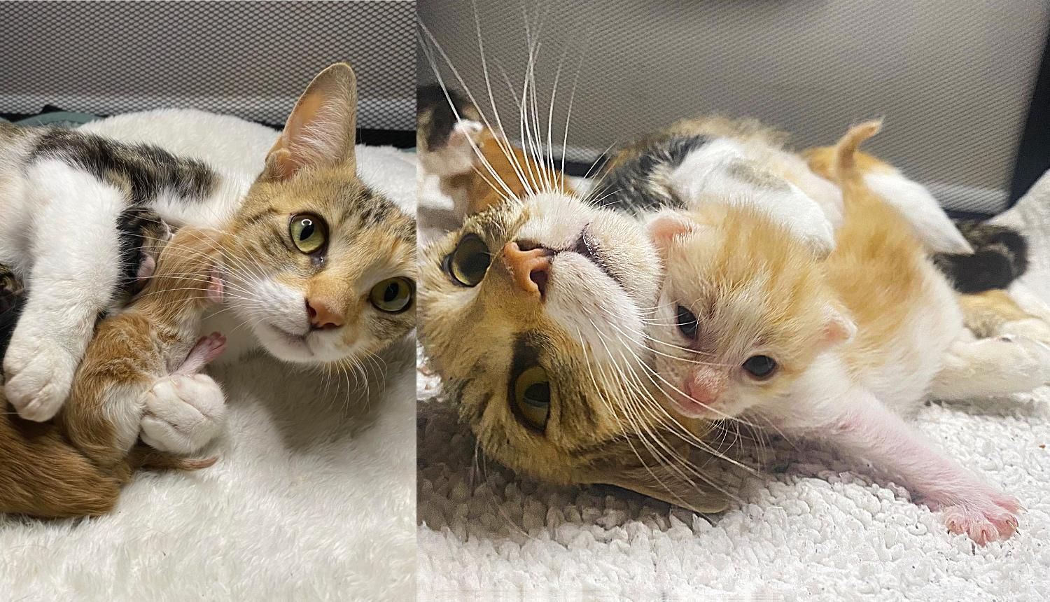 Cat is Overjoyed to Find Help for Her Kittens and Can Breathe a Sigh of ...