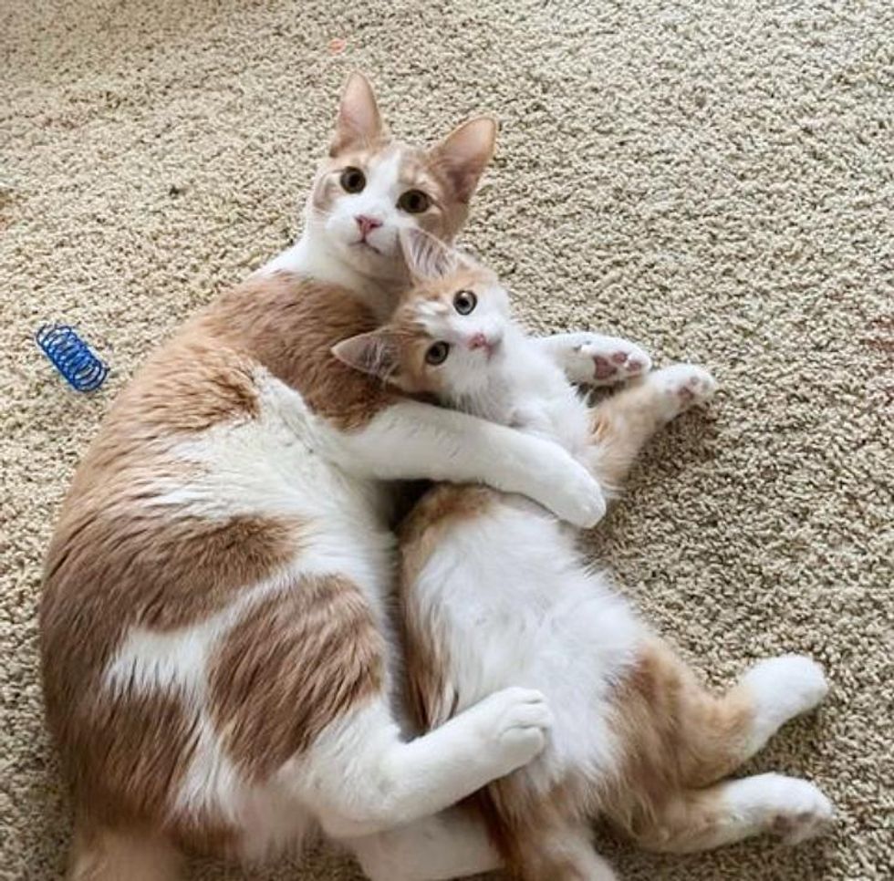 Wobbly Cat is Excited to Have Tripod Kitten as Family and Decides They ...