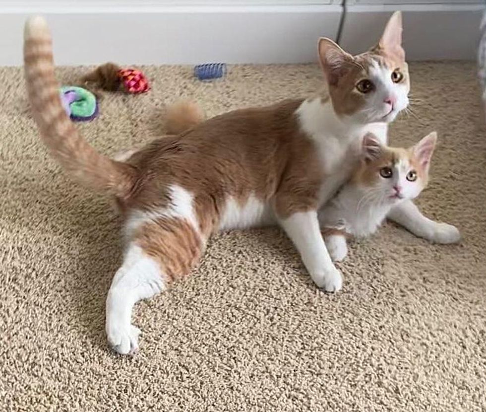 Wobbly Cat is Excited to Have Tripod Kitten as Family and Decides They ...