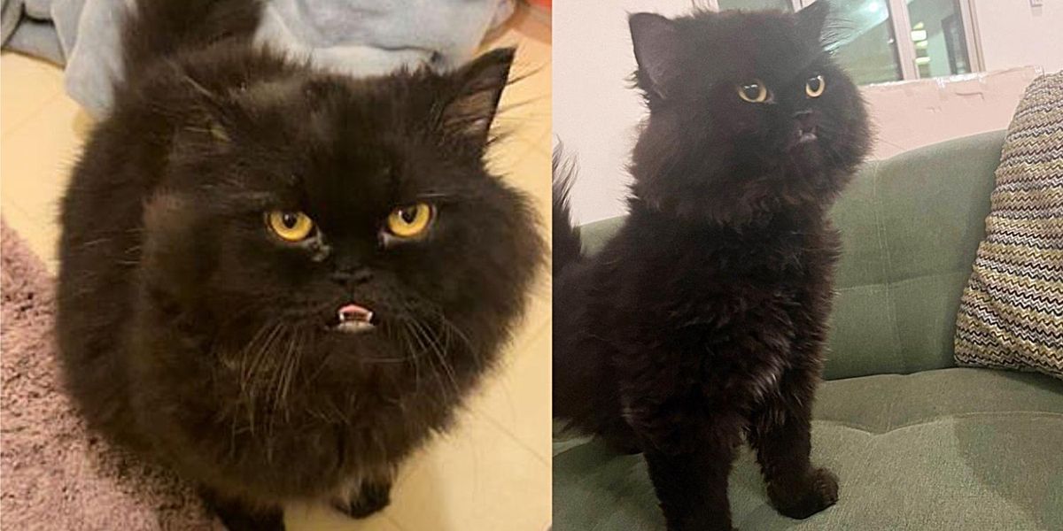 Stray Cat Comes Up to People Asking for Attention, Now He's a 'Giant ...