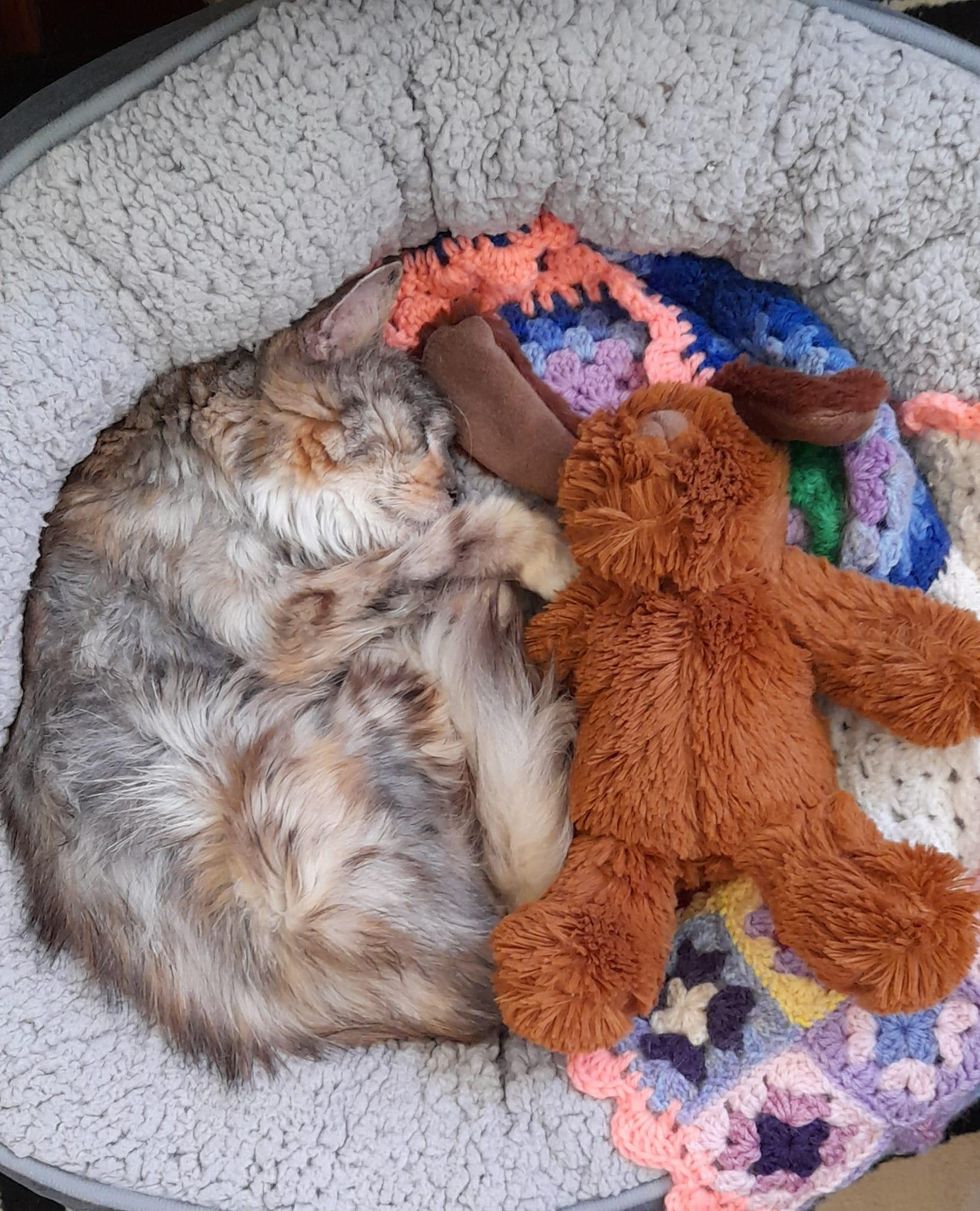 Cat Blossoms After She was Rescued at 22 Years Old, Now She Chases the ...