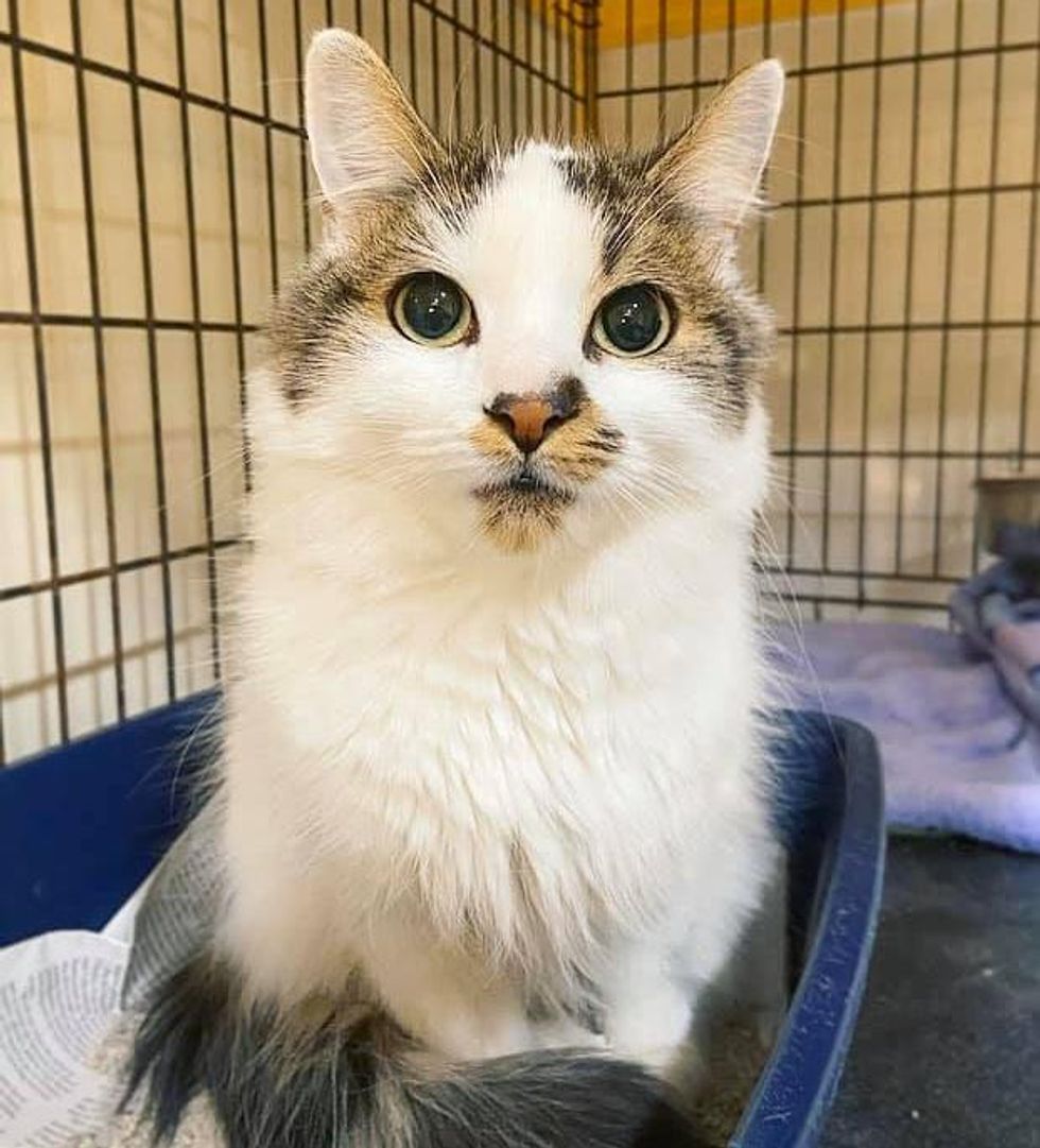 Cat Comes to Shelter and Stuns Everyone with a Kitten, Their Bond Grows ...