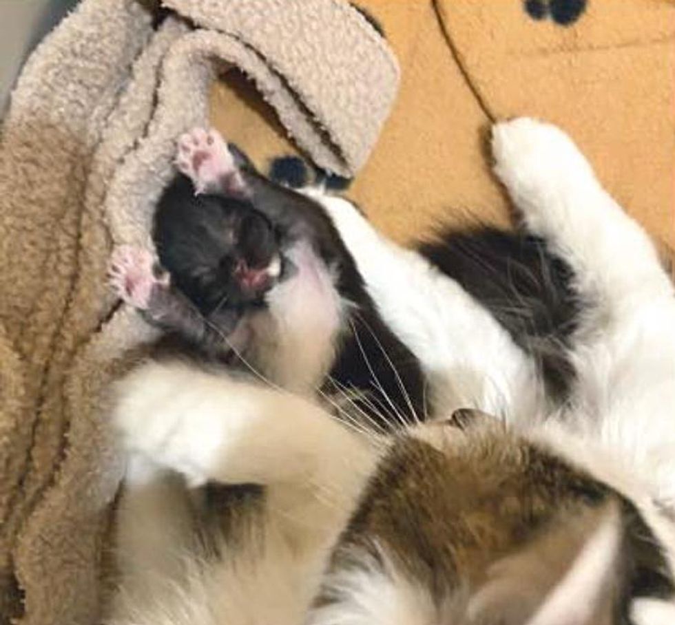 Cat Comes to Shelter and Stuns Everyone with a Kitten, Their Bond Grows ...