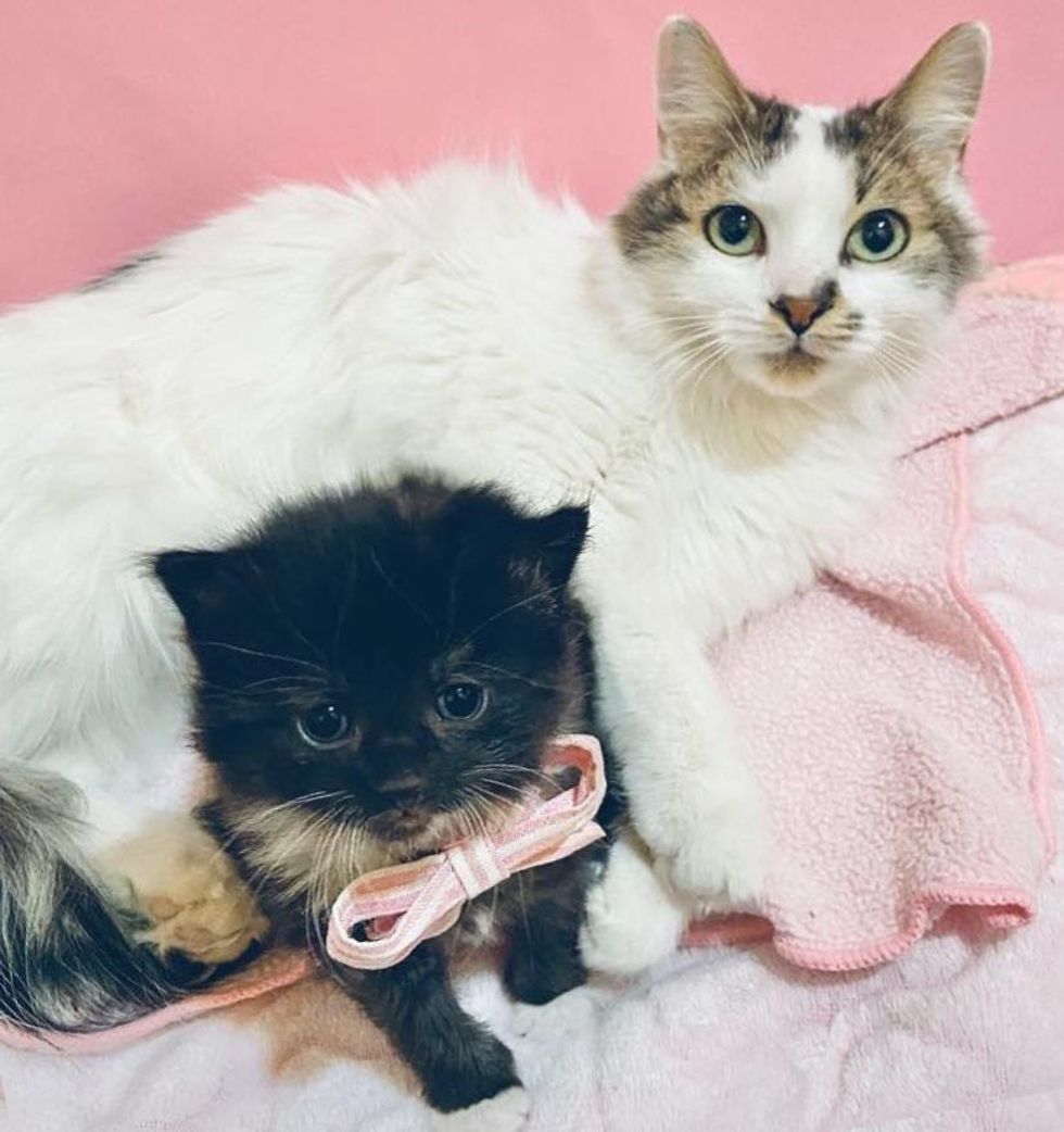 Cat Comes to Shelter and Stuns Everyone with a Kitten, Their Bond Grows ...