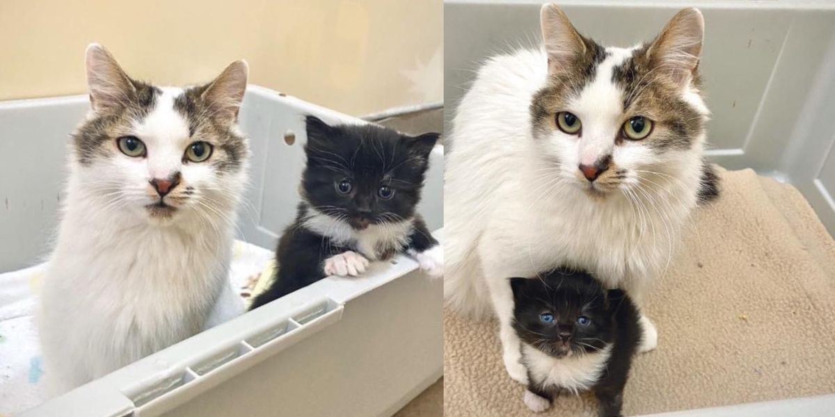 Cat Comes to Shelter and Stuns Everyone with a Kitten, Their Bond Grows ...