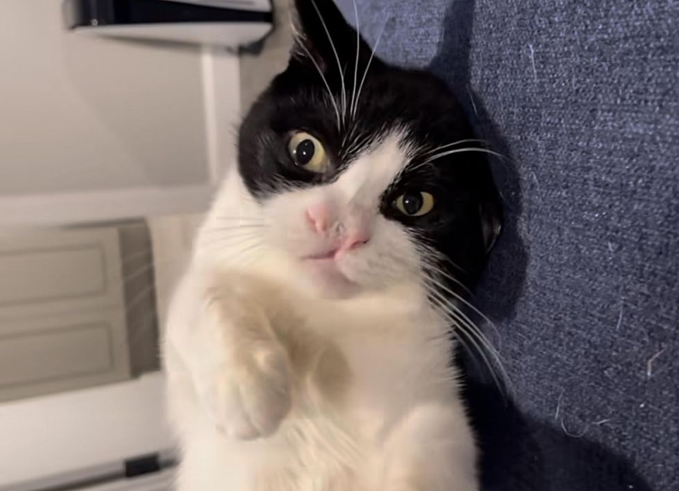 Peppa the Cat Starts to Shine Knowing She'll Never Have to Return to ...