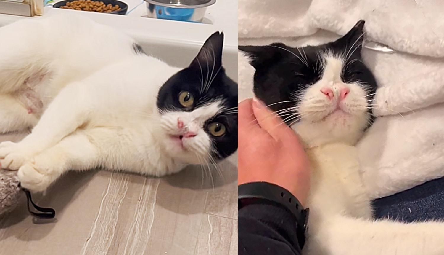 Peppa the Cat Starts to Shine Knowing She'll Never Have to Return to ...