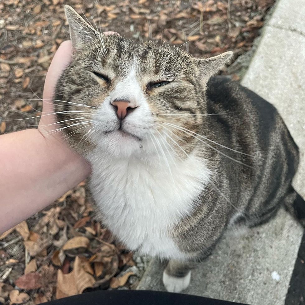 Stray Cat Comes Running to Someone Calling to Him, Nestles into Her and ...