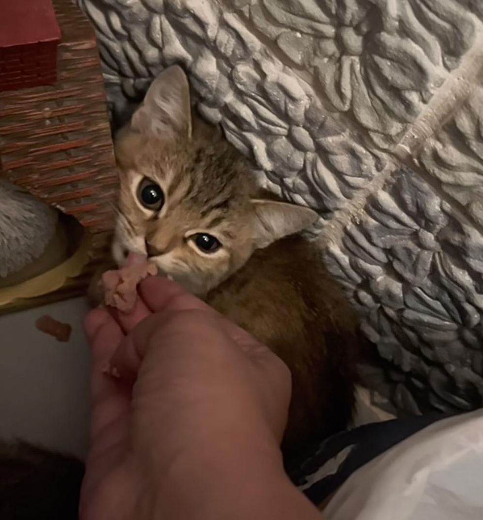 2 Kittens Decide to Trust After Being Rescued, They Even Accept a Lone ...