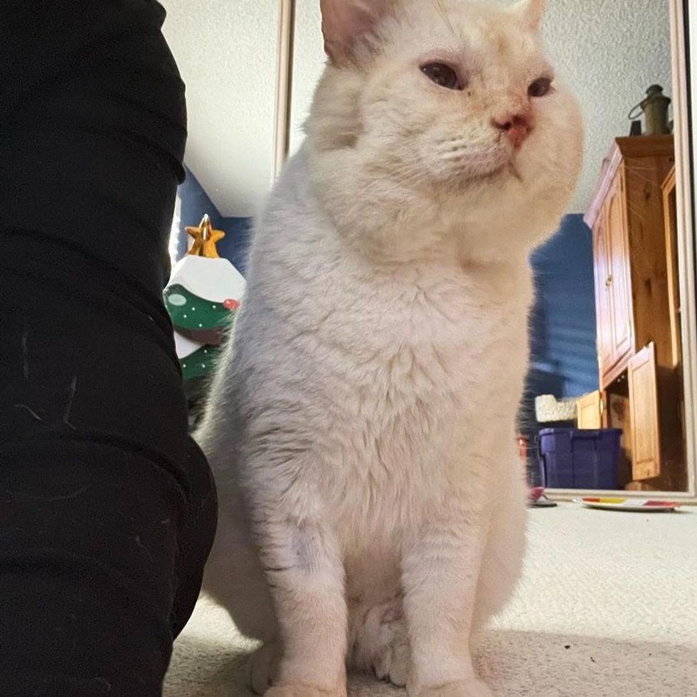 Cat Comes Knocking on Someone's Door and Ready to Be Picked Up, He's Turned into Big Mushy ...