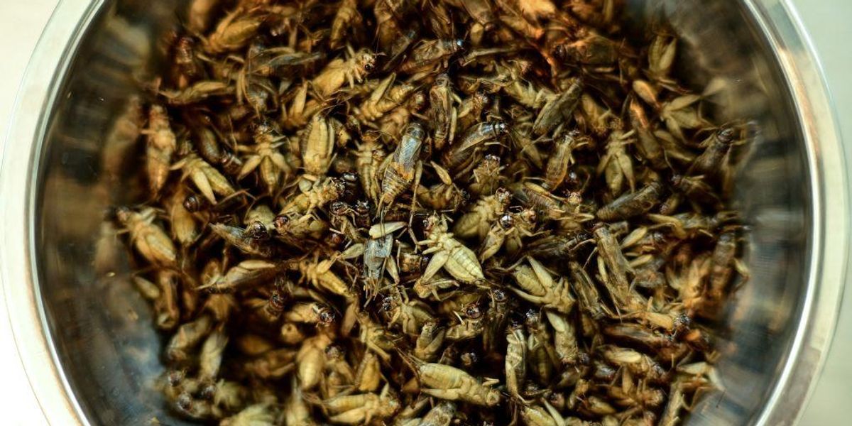 Bugs to be used in bread, beer, and various other items 'intended for ...