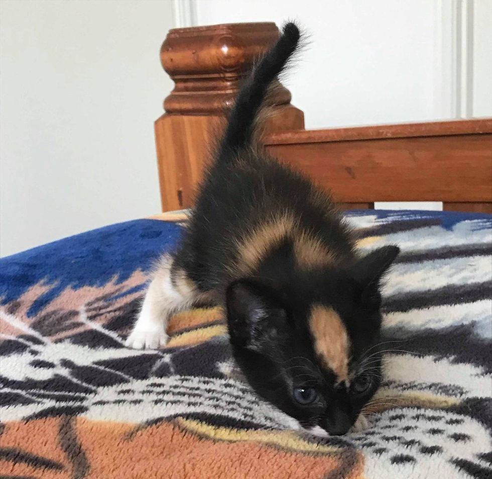Cats Work Side by Side to Care for 6 Kittens, a Blended Family, with ...