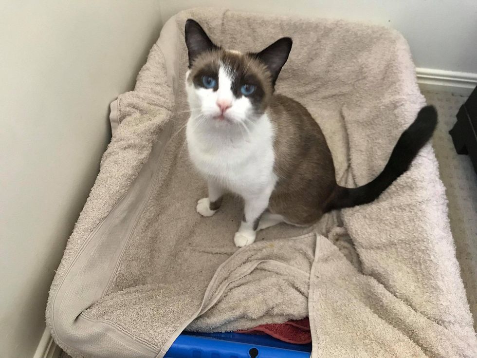 Cats Work Side by Side to Care for 6 Kittens, a Blended Family, with ...