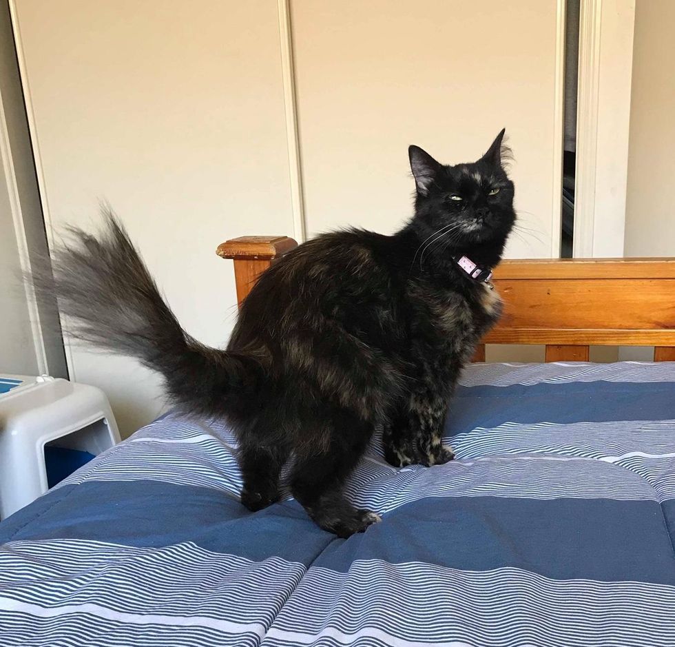 Cats Work Side by Side to Care for 6 Kittens, a Blended Family, with ...