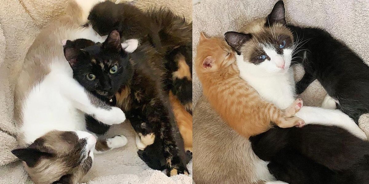 Cats Work Side by Side to Care for 6 Kittens, a Blended Family, with ...