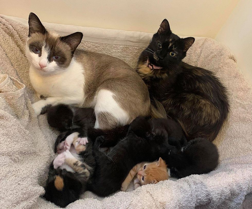 Cats Work Side by Side to Care for 6 Kittens, a Blended Family, with ...
