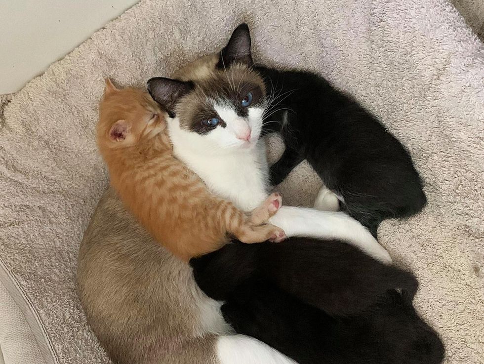 Cats Work Side by Side to Care for 6 Kittens, a Blended Family, with ...