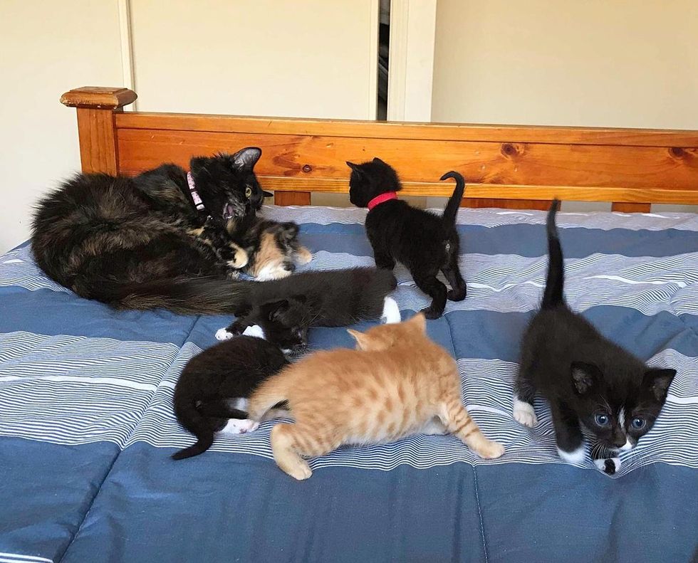 Cats Work Side by Side to Care for 6 Kittens, a Blended Family, with ...
