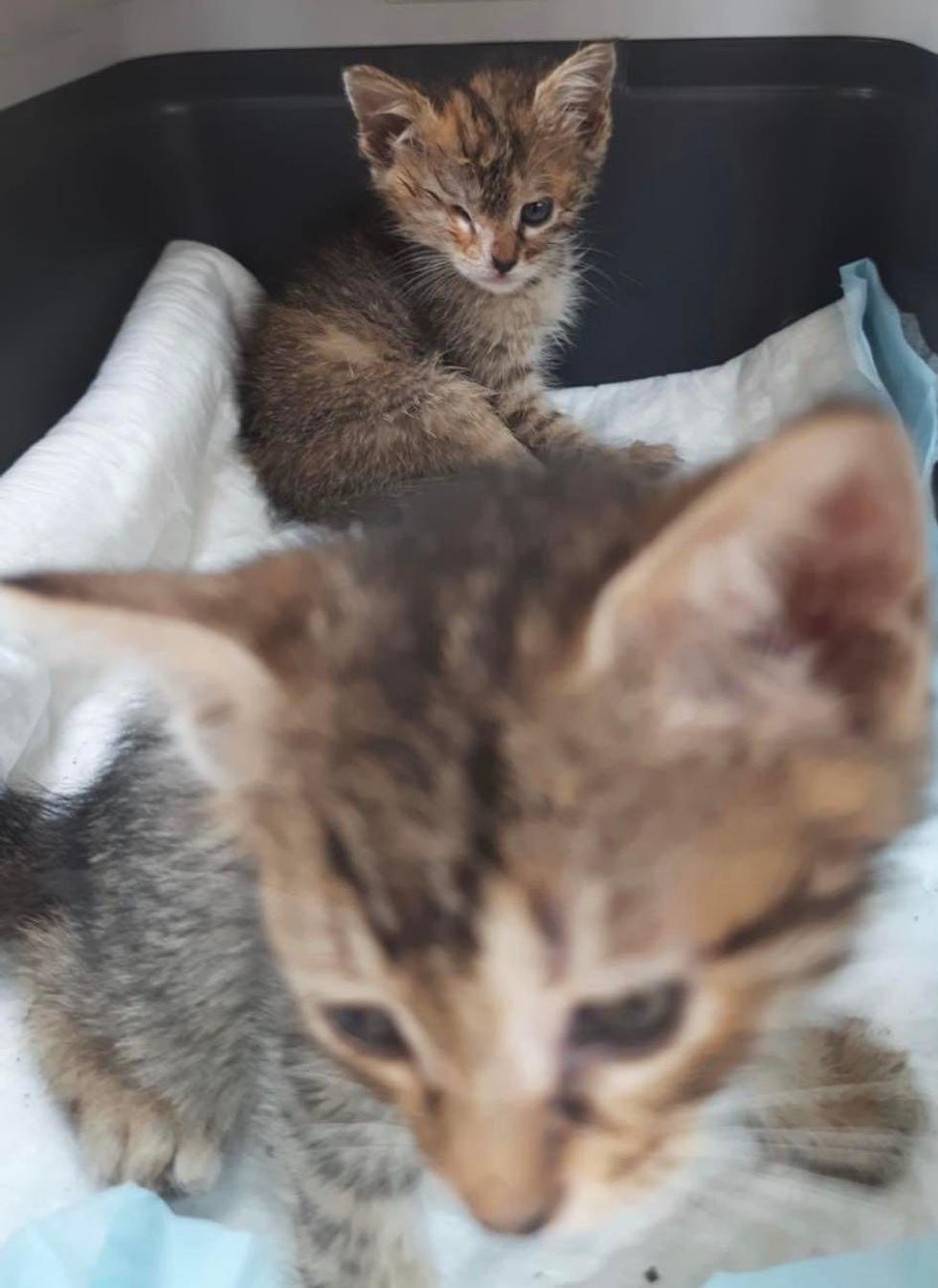 Kittens Found Living on the Streets Travel to Another Continent to Find ...