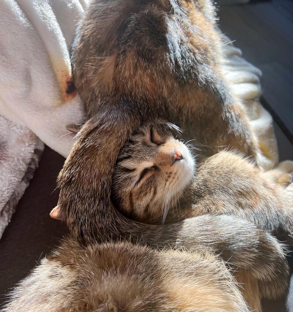 Kittens Found Living on the Streets Travel to Another Continent to Find ...