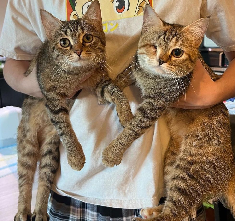 Kittens Found Living on the Streets Travel to Another Continent to Find ...