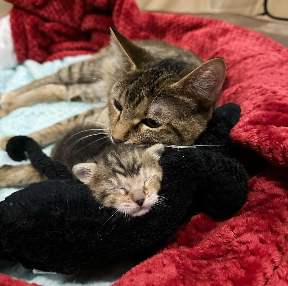 Kitten Follows Cat Everywhere Trying to Keep Up After Their Lives Have ...