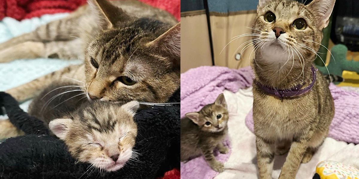 Kitten Follows Cat Everywhere Trying to Keep Up After Their Lives Have ...