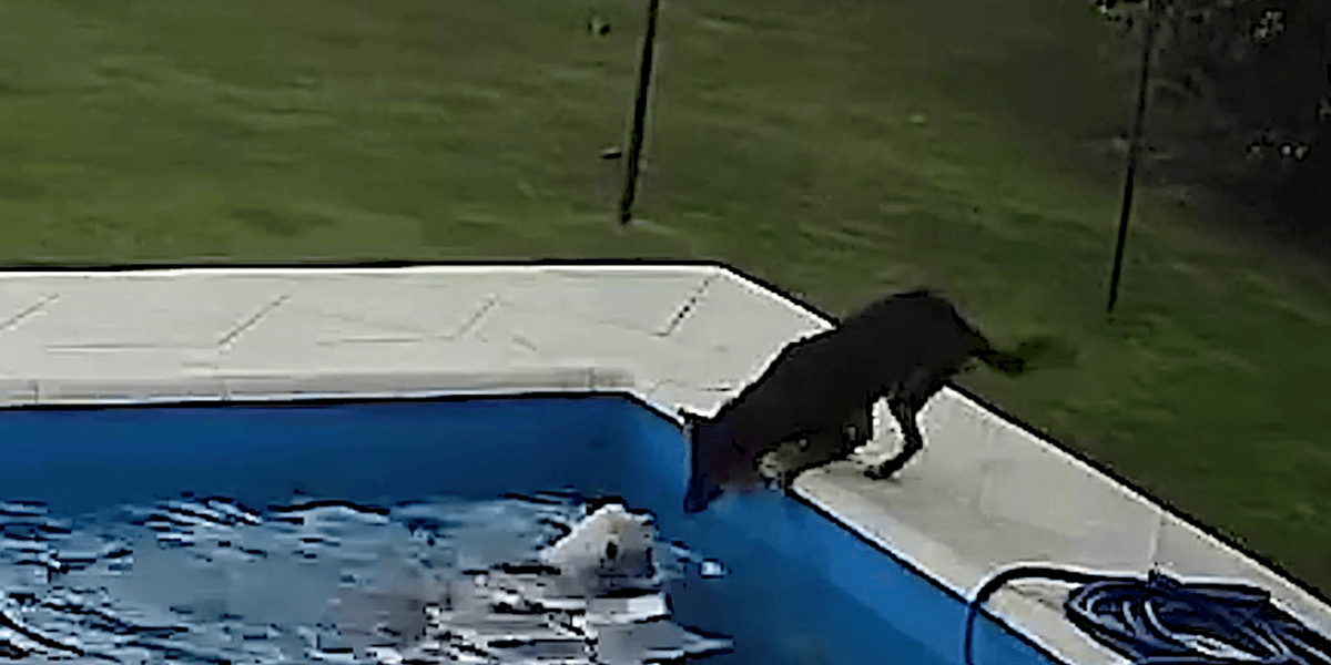 Video shows rescue dog saving her blind sister from drowning - Upworthy
