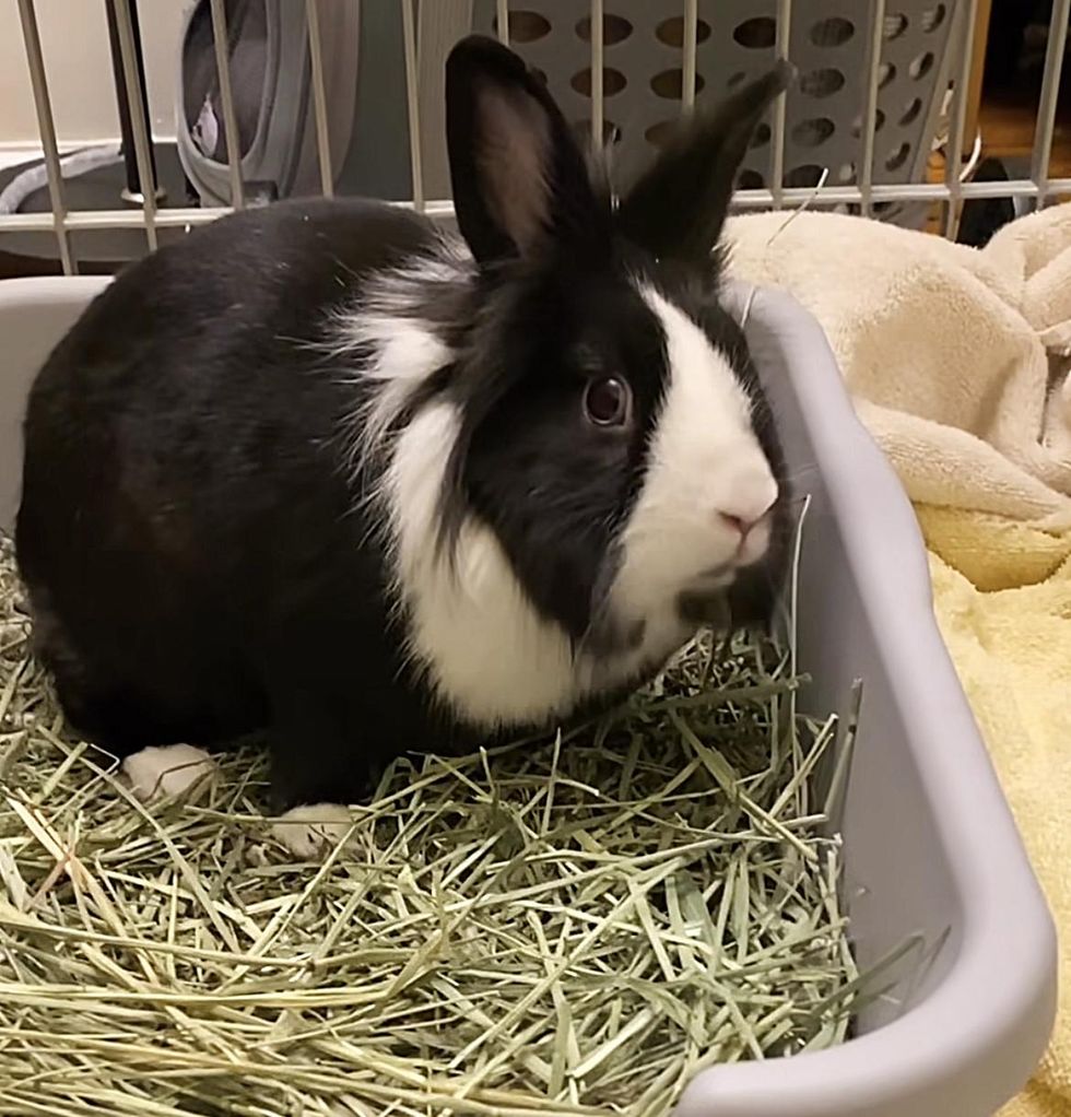 Kittens Help Each Other Learn to Trust, They Go on to Befriend a Wobbly ...