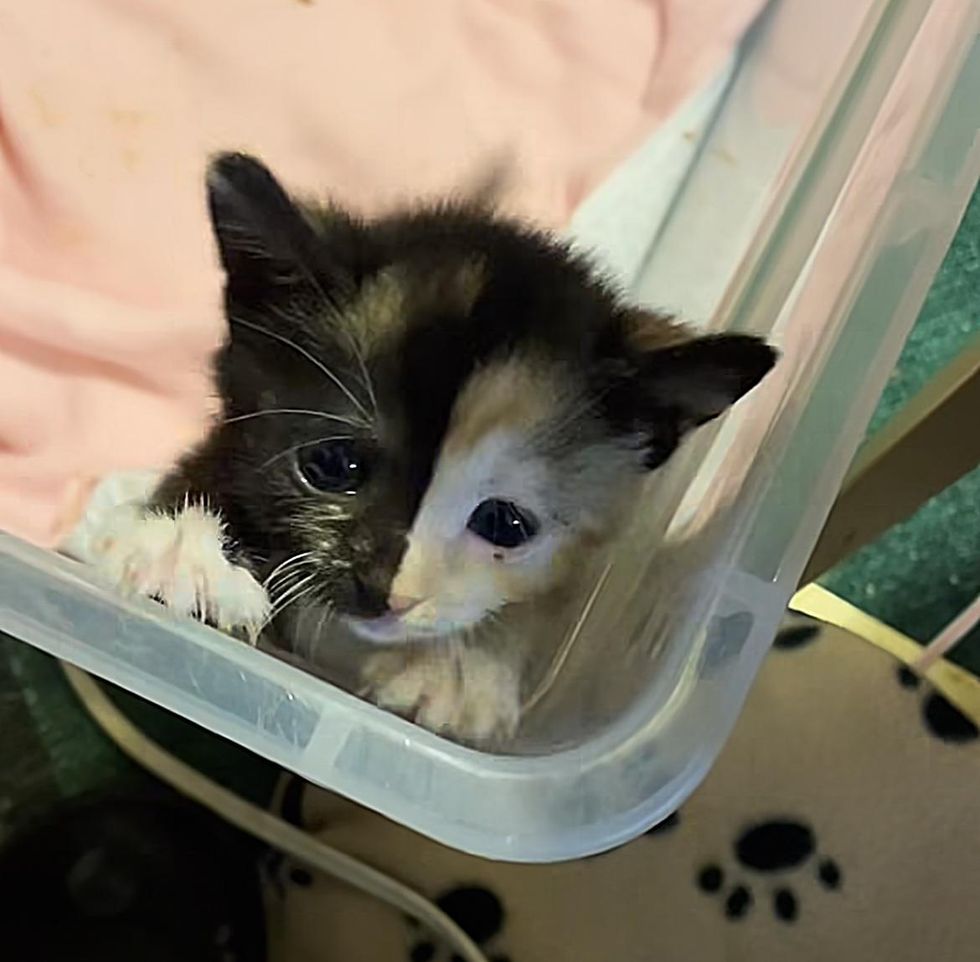 Tiny Kitten Spotted Outside Abandoned Shows So Much Strength Now Has A Cat To Watch Her Grow